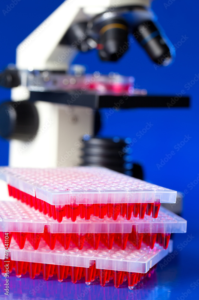 96 well plates on lab table with red liquid samples and microsco Stock ...