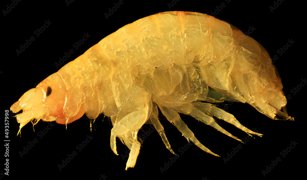 Gammarus under the microscope (Gammarus pulex) Stock Photo | Adobe Stock