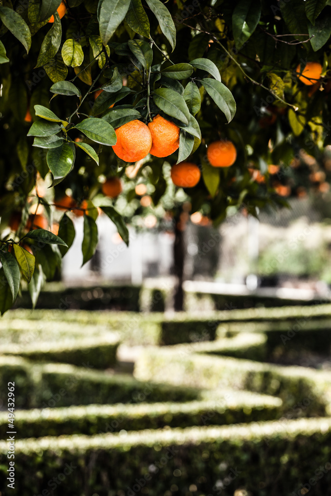 orange trees with fruits on plantation Stock Photo | Adobe Stock