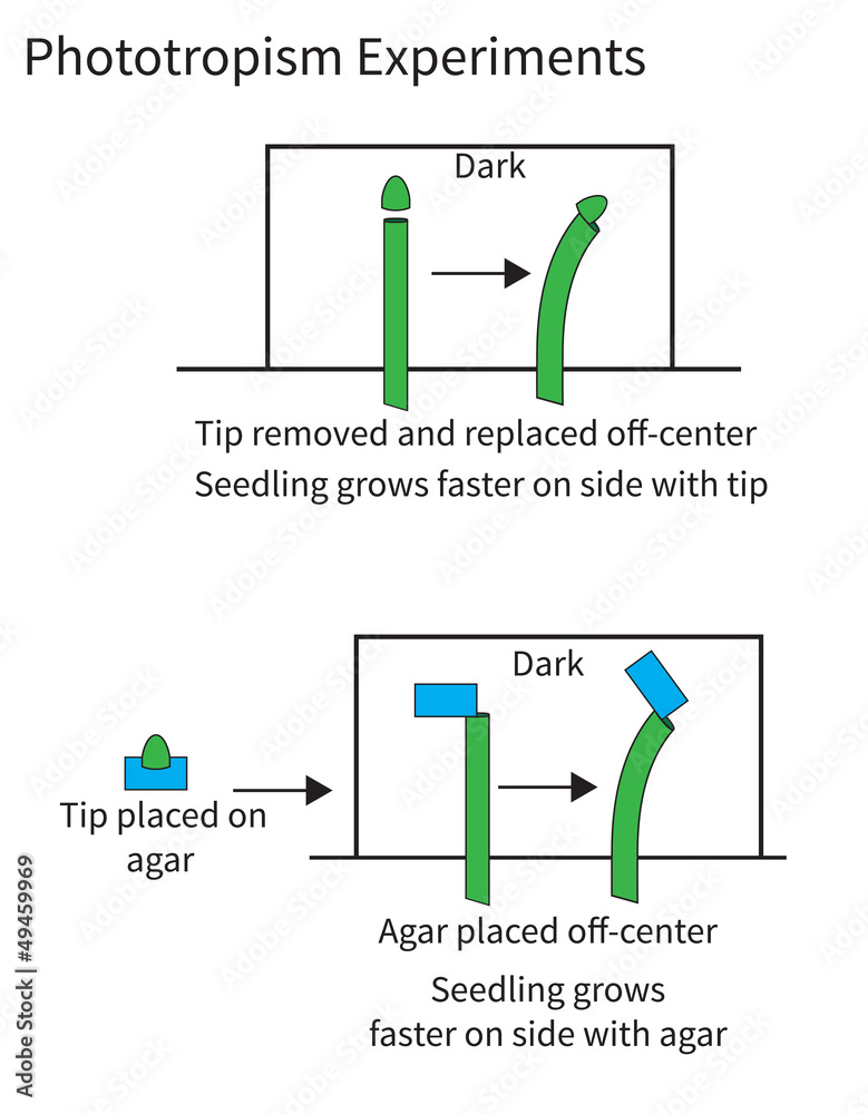 Phototropism In Plants Experiment