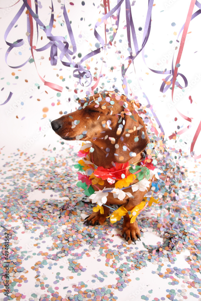 Dog party Stock Photo | Adobe Stock