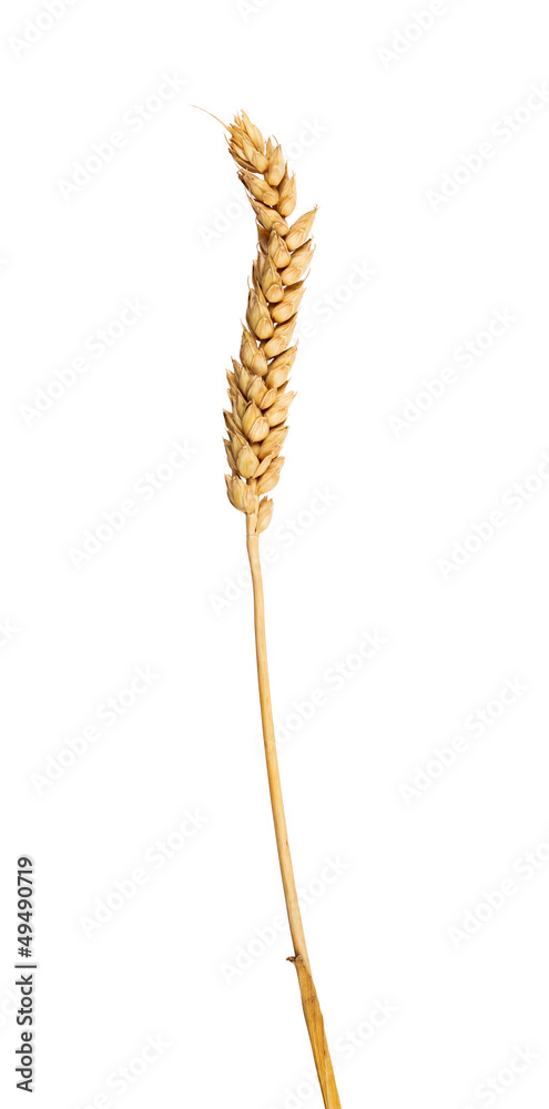 Single Wheat