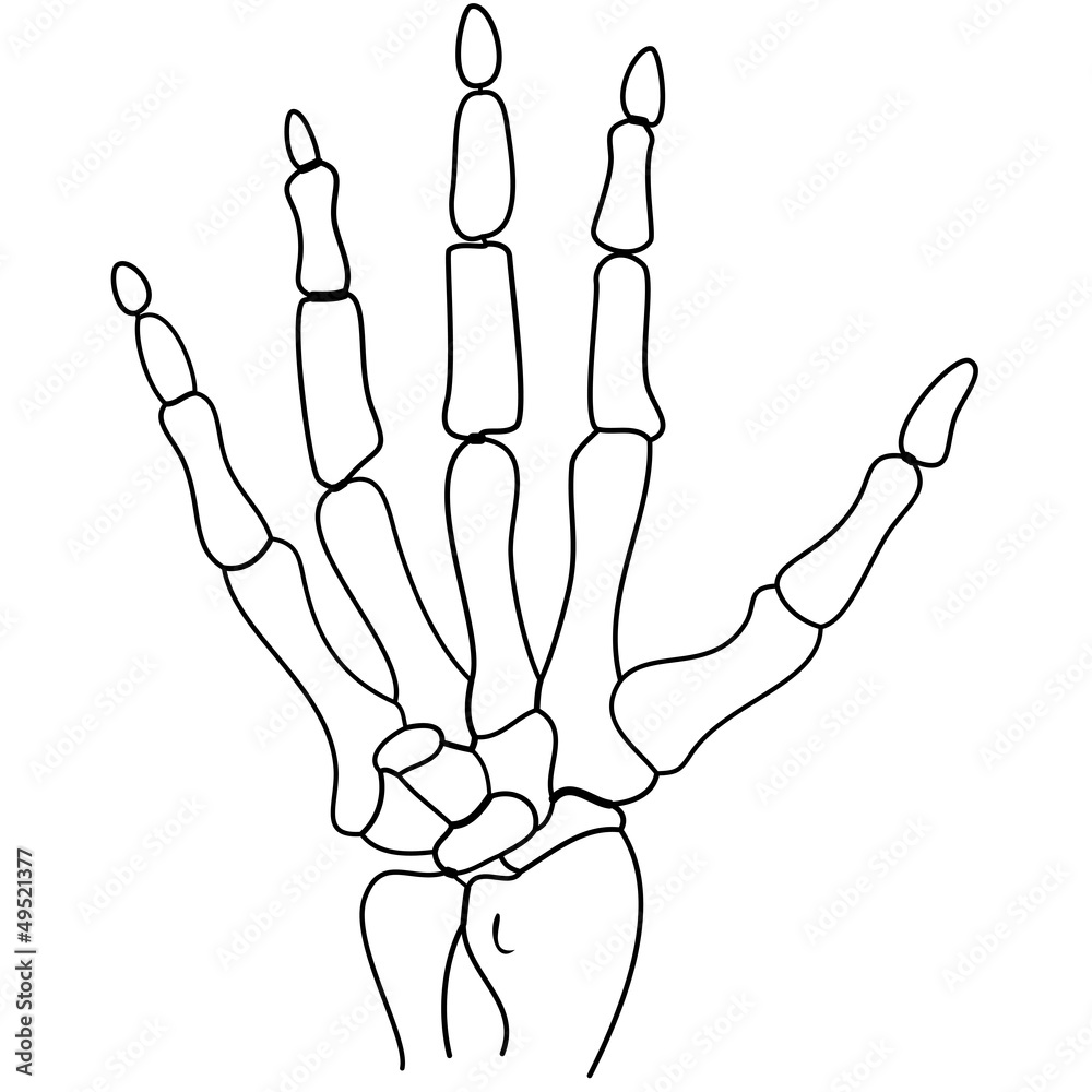 Knochen Hand Vektor Handknochen Stock Vector | Adobe Stock