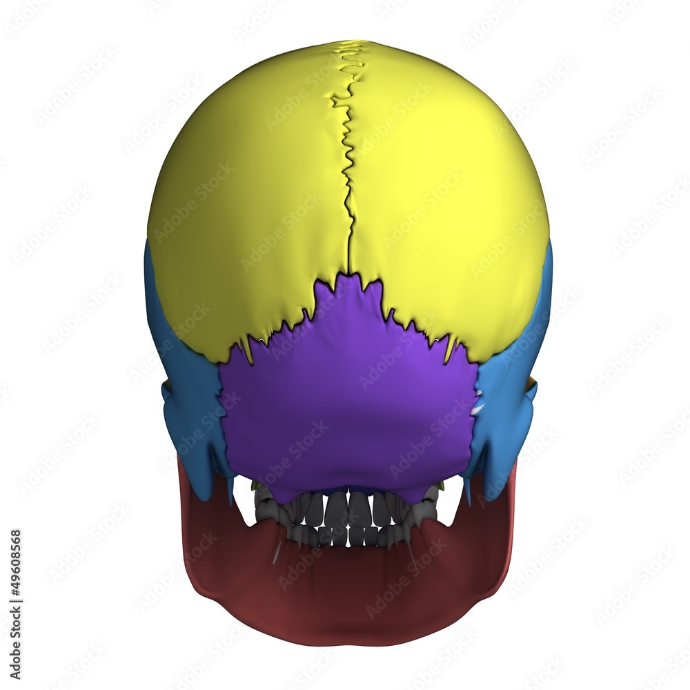 3d rendered illustration - human skull anatomy Stock Illustration ...