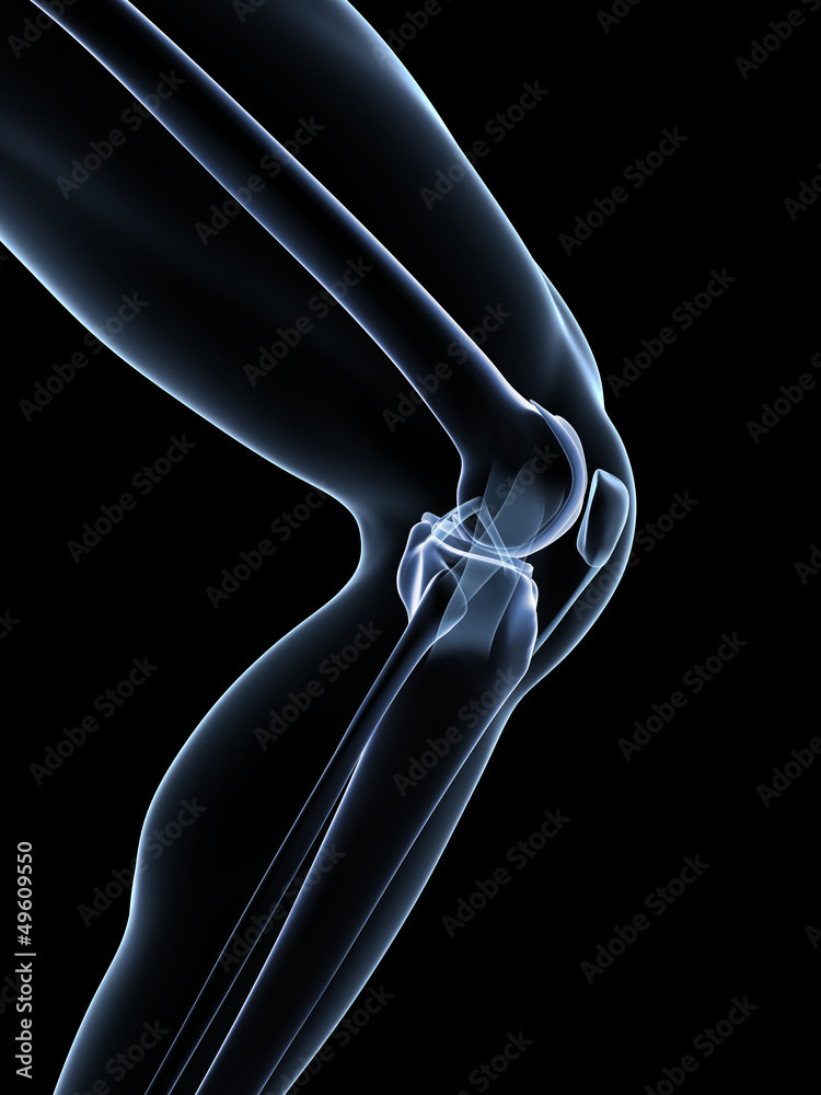 3d rendered illustration - knee anatomy Stock Illustration | Adobe Stock