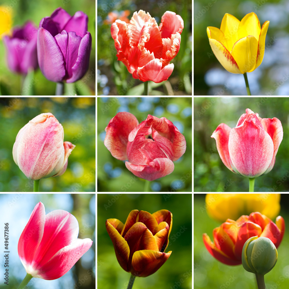 Tulips collage Stock Photo | Adobe Stock