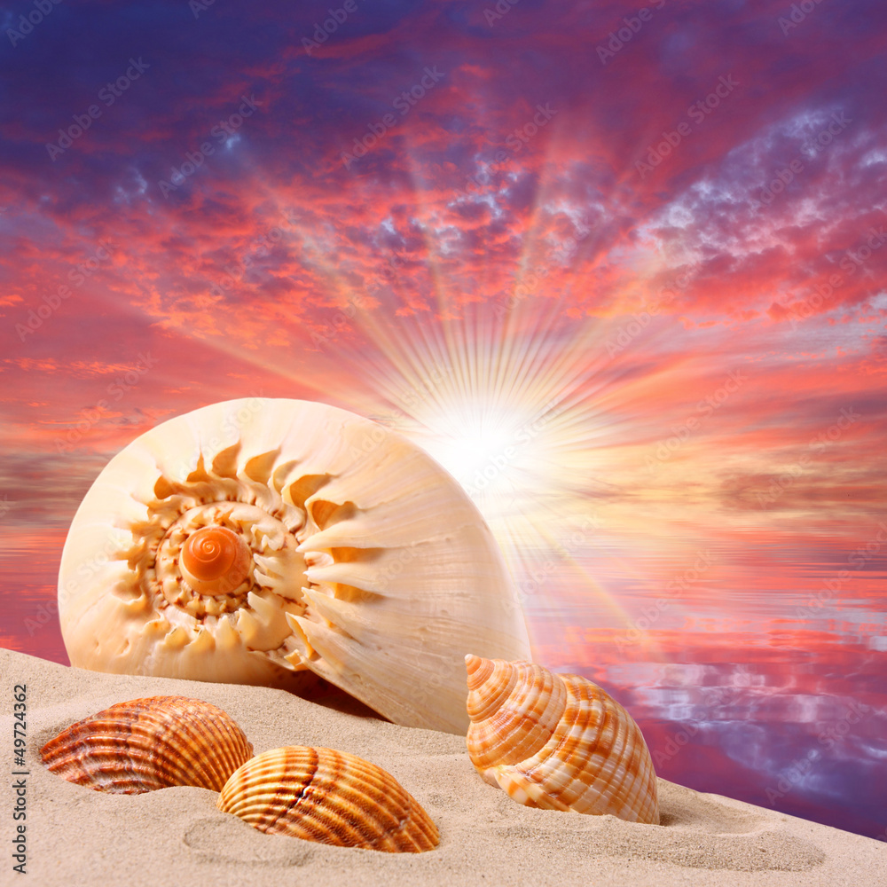 Beautiful Shells