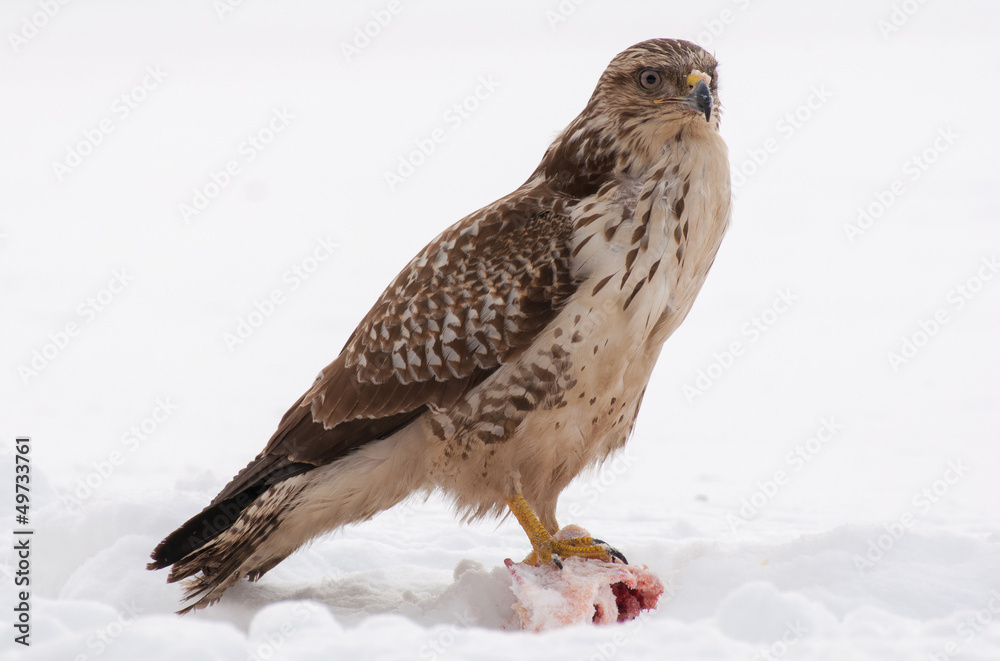 Buzzard Stock Photo | Adobe Stock