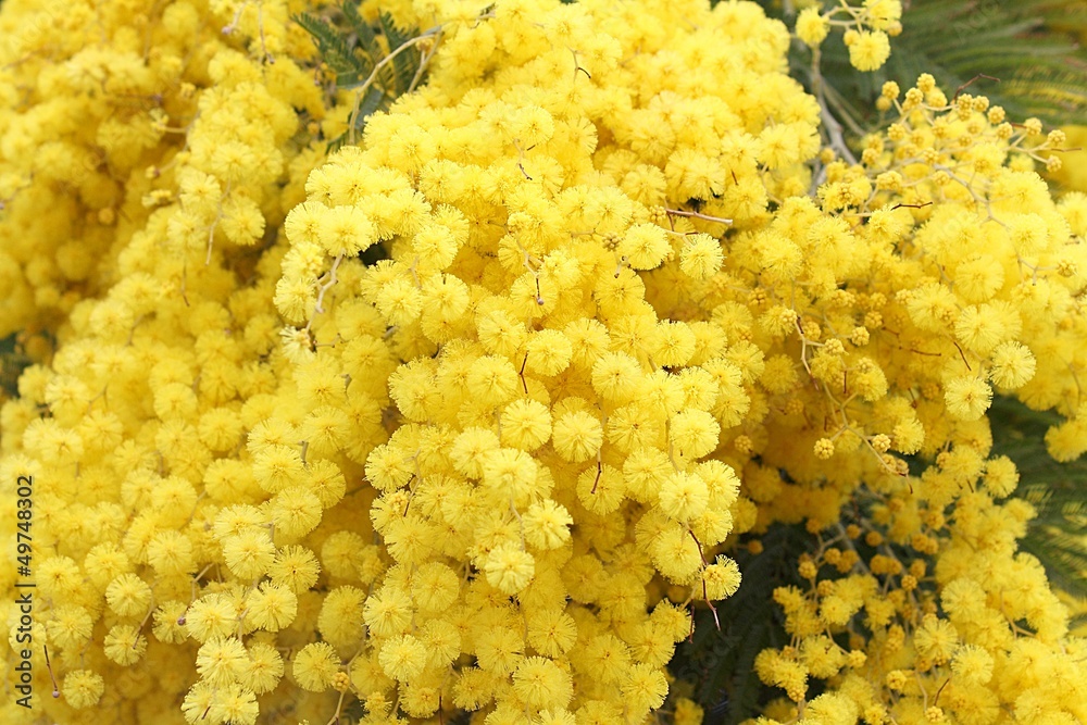 Mimosa Stock Photo | Adobe Stock