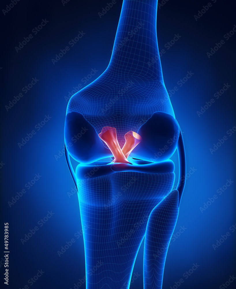 Anterior and Posterior Cruciate Ligament ilustração do Stock | Adobe Stock