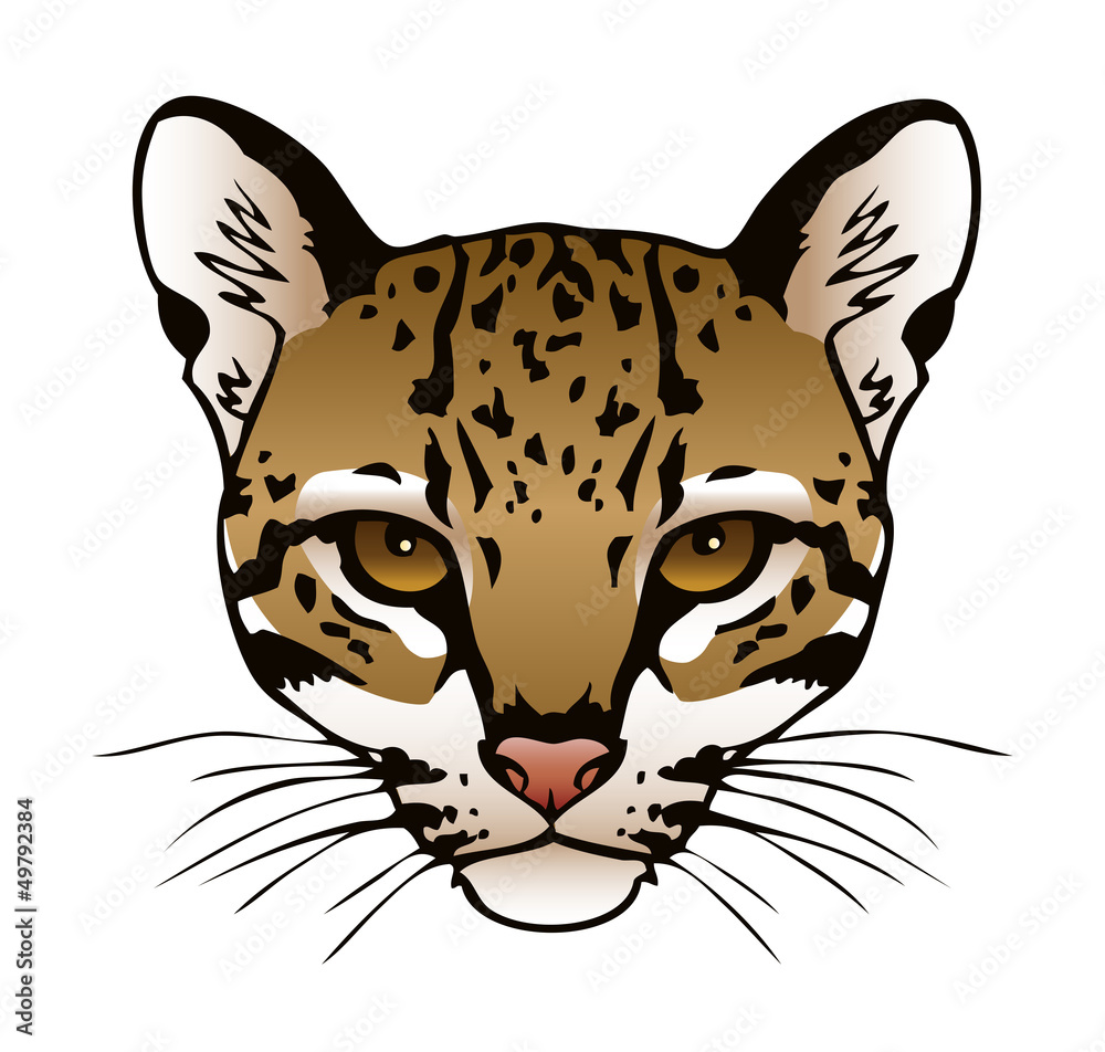 Ocelot Illustration Stock Vector | Adobe Stock