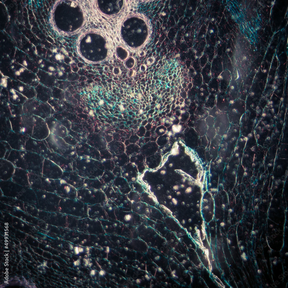 microscopy micrograph plant tissue, stem of pumpkin Stock Photo | Adobe ...