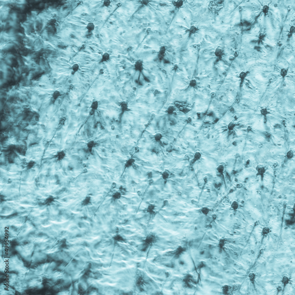 insect wing detail texture Stock Photo | Adobe Stock