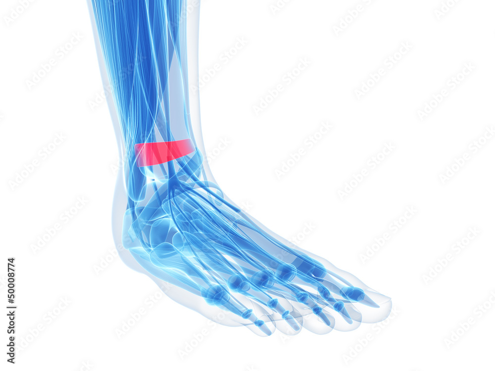 foot anatomy - superior extensor retinaculum Stock Illustration | Adobe ...