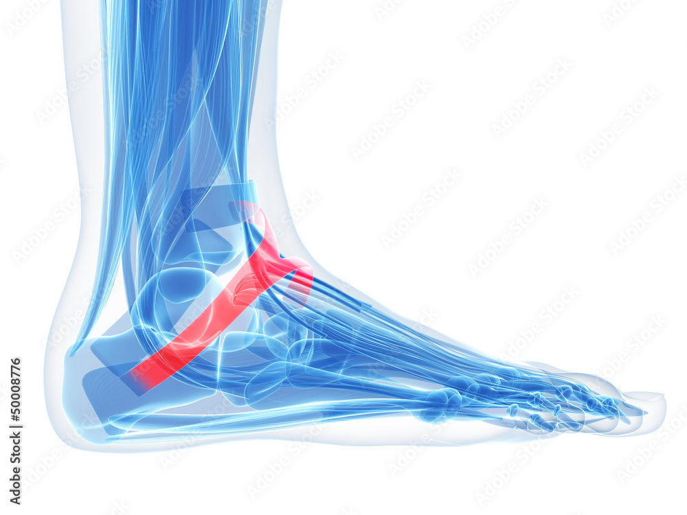 foot anatomy - inferior extensor retinaculum Stock Illustration | Adobe ...