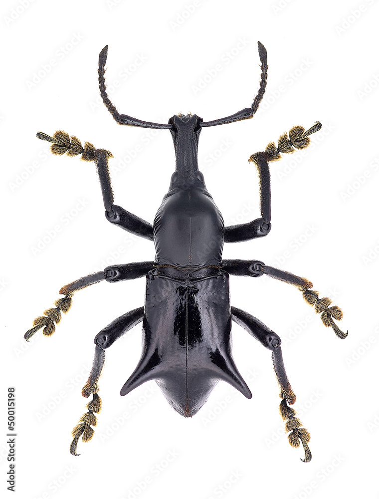 Black horned weevil from Papua New Guinea, Gymnopholus weiskei Stock ...