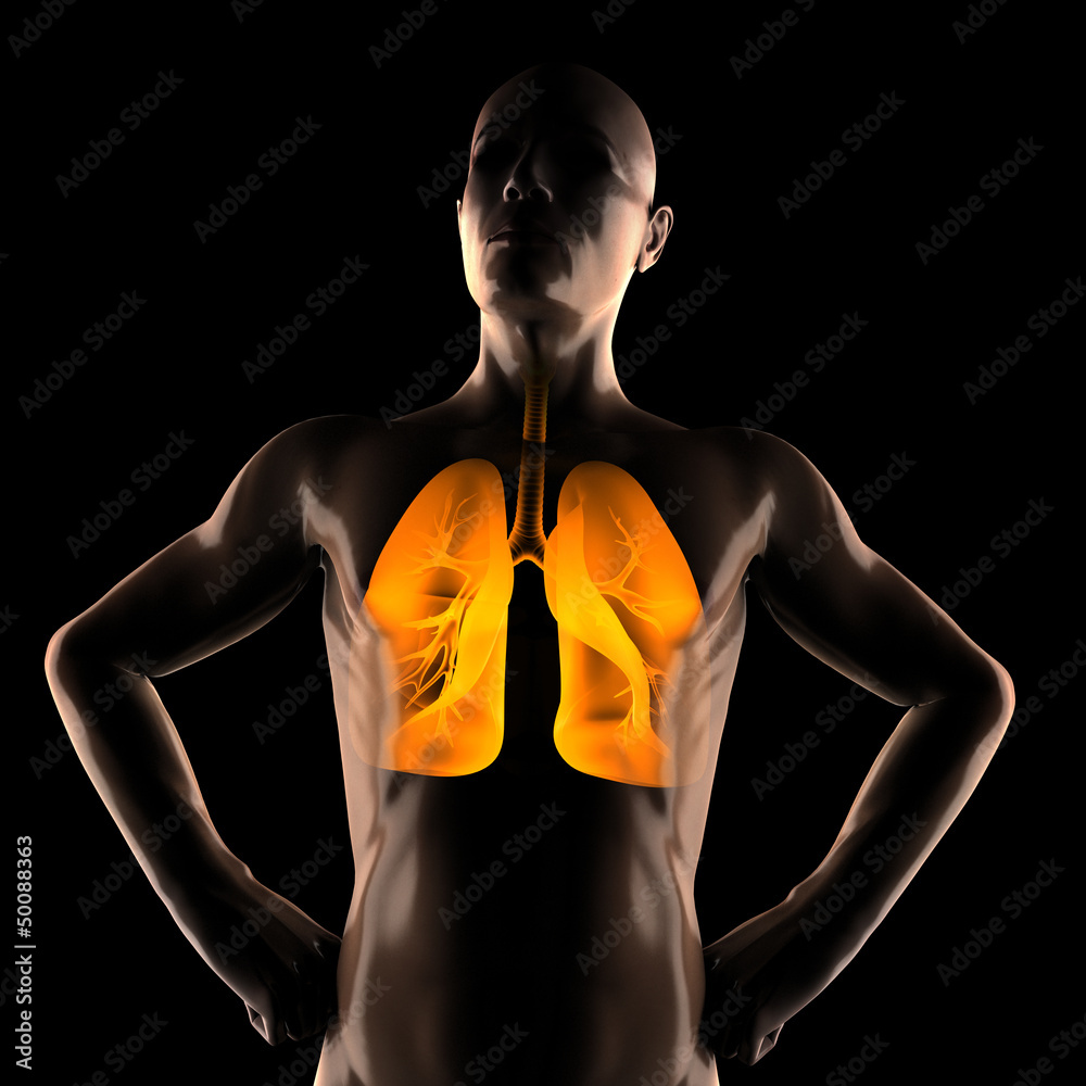 human chest radiography scan Stock Illustration | Adobe Stock