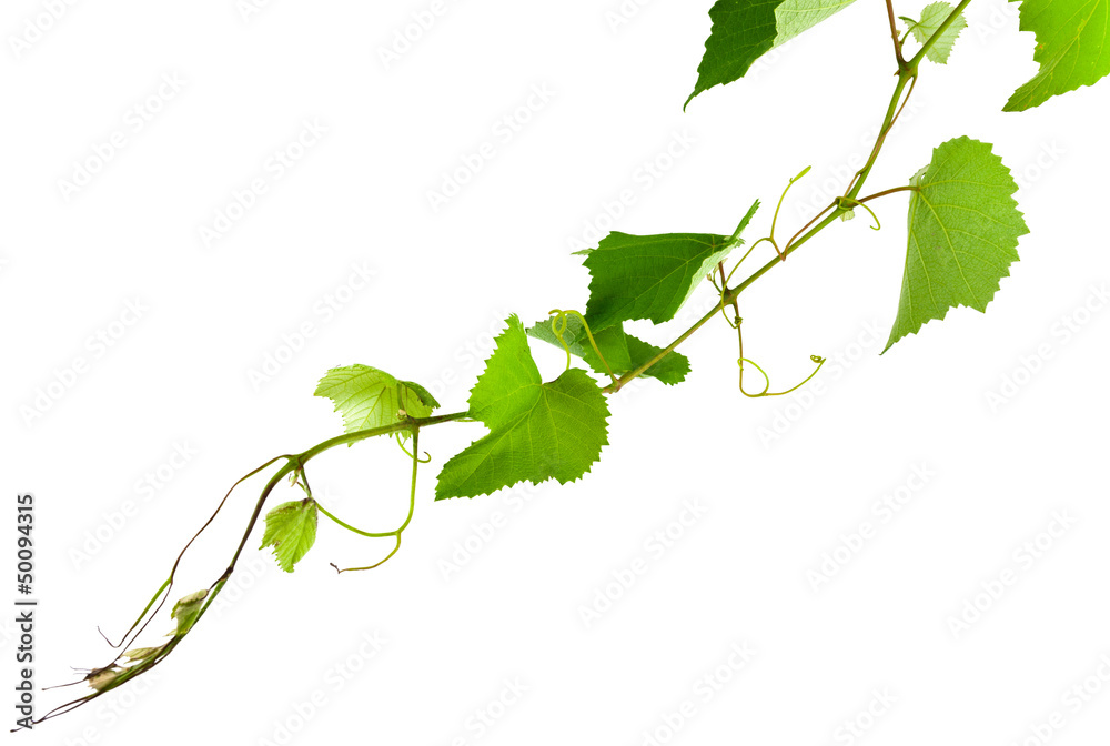 sarment de vigne Stock Photo | Adobe Stock