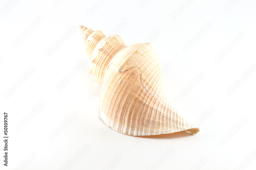 Marine sea shell in a studio setting against a white background Stock ...