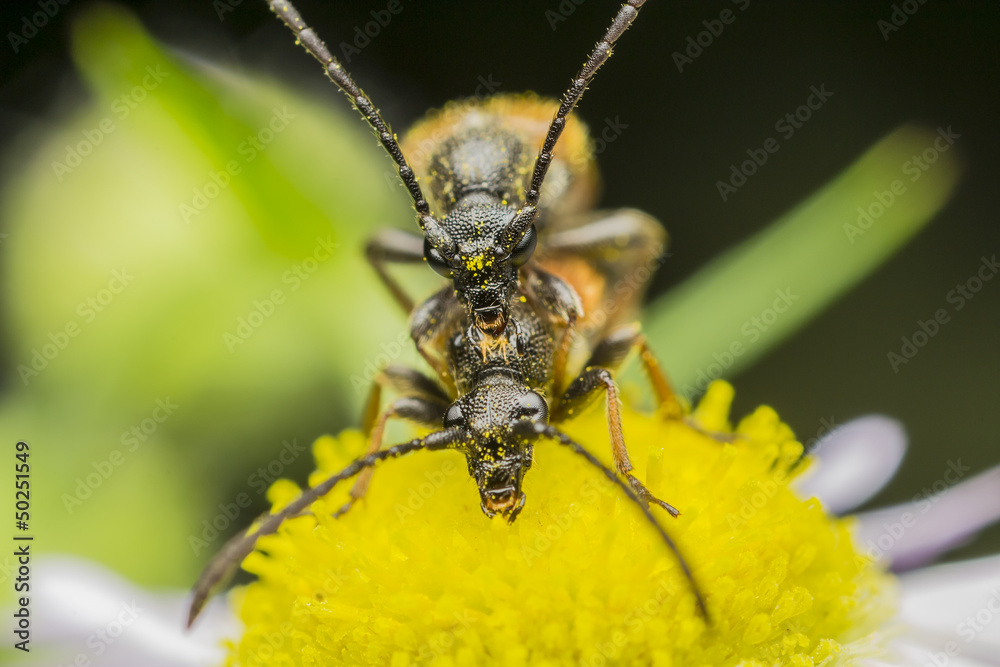 Blister Beetle Reproduction Stock Photo | Adobe Stock