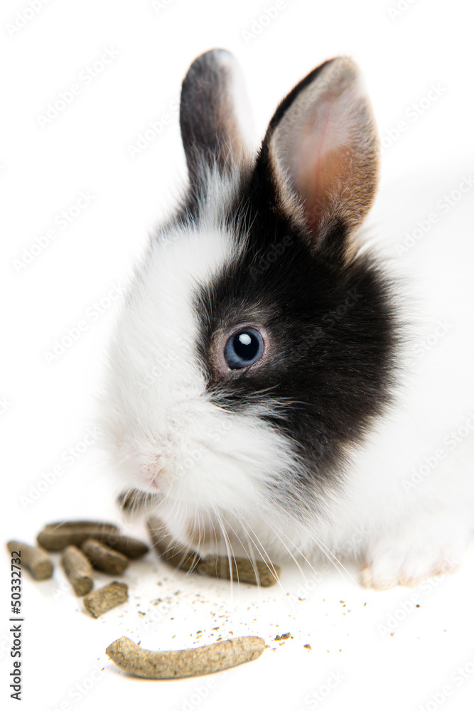 Detail of rabbit eating ration, white background Stock Photo | Adobe Stock