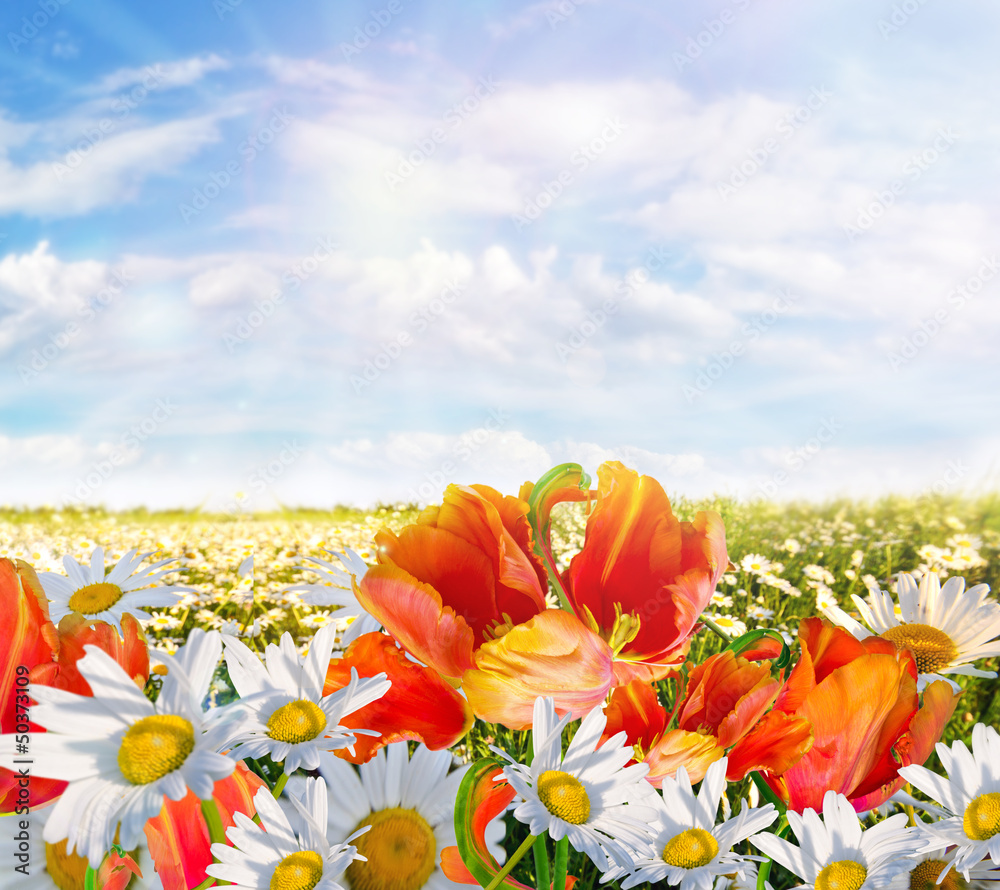 Springtime: field of daisy flowers with blue sky and sun Stock-Foto ...