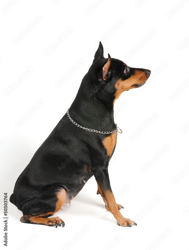 White Miniature Doberman