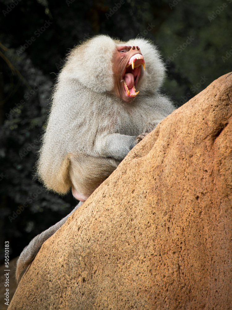 Hamadryas Baboon Teeth