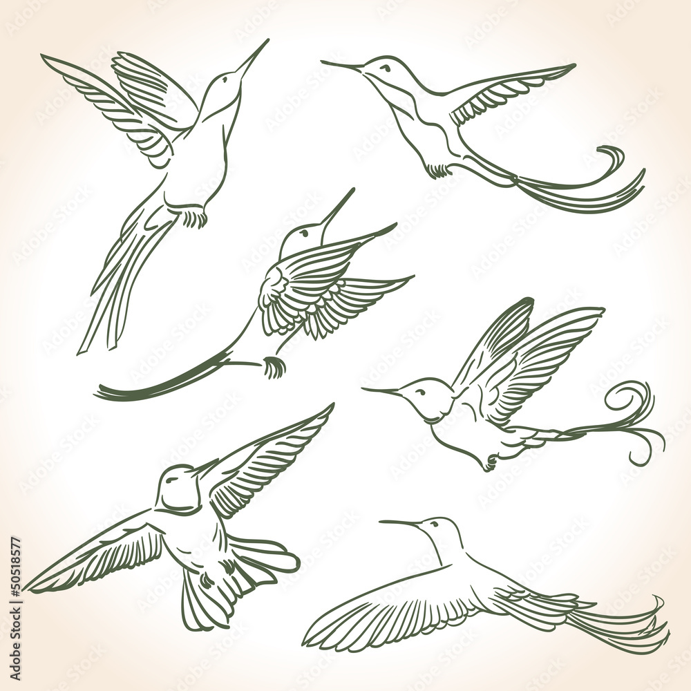 colibri drawing made in line art style Stock Vector | Adobe Stock