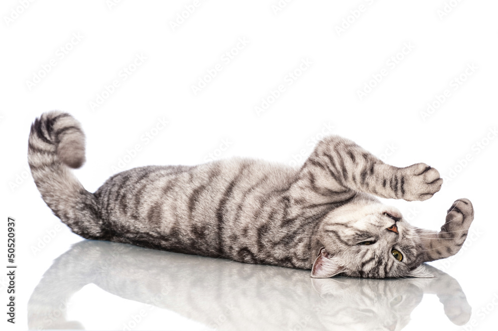 Liegende Katze - Lying cat Stock-Foto | Adobe Stock