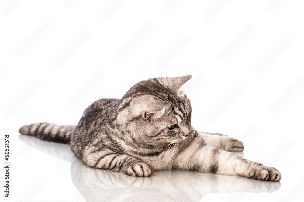 Liegende Katze - Lying cat Stock-Foto | Adobe Stock