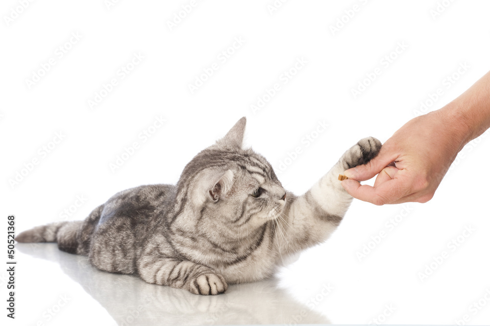 Katze erhält Belohnung - Cat gets reward Stock-Foto | Adobe Stock