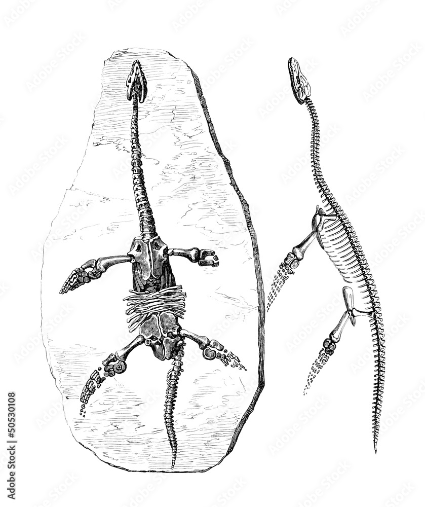 Plesiosaurus "Dolichodeirus" & Skeleton Stock Illustration | Adobe Stock