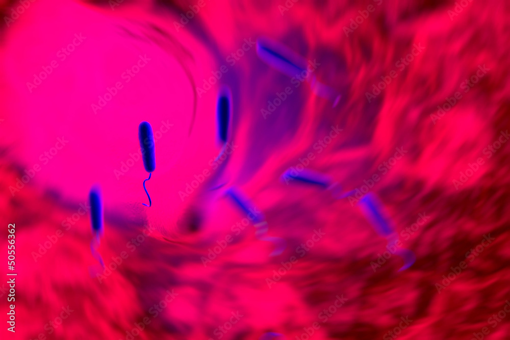 Gram-negative rod-shaped bacteria have a single polar flagellum Stock ...