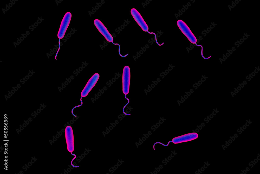 Gram-negative rod-shaped bacteria have a single polar flagellum Stock ...