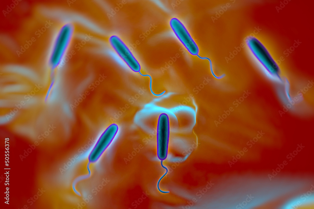 Gram-negative rod-shaped bacteria have a single polar flagellum Stock ...