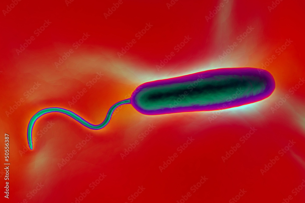 Gram-negative rod-shaped bacteria have a single polar flagellum Stock ...