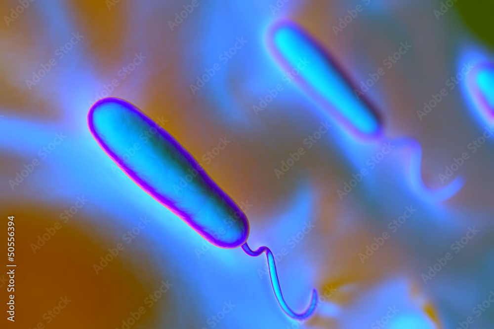 Gram-negative rod-shaped bacteria have a single polar flagellum Stock ...