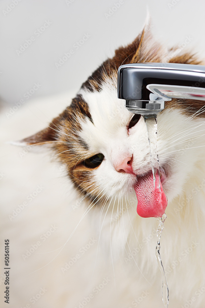 cat drinking water in bathroom Stock Photo | Adobe Stock