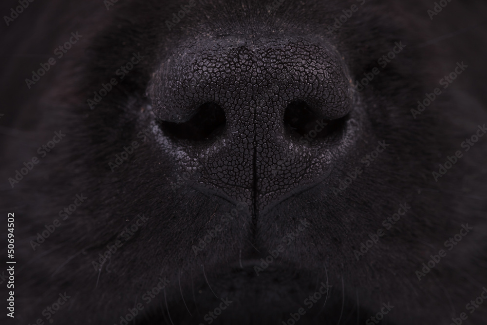 nose of a black labrador retriever puppy dog Stock Photo | Adobe Stock