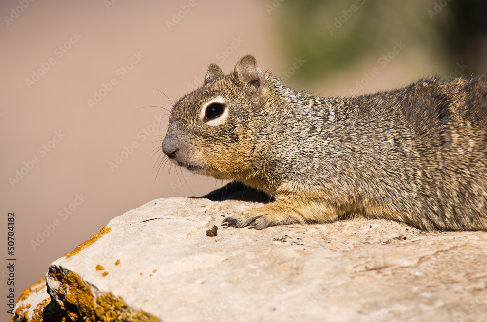 Ecureuil des Rochers - Spermophilus variegatus Stock Photo | Adobe Stock