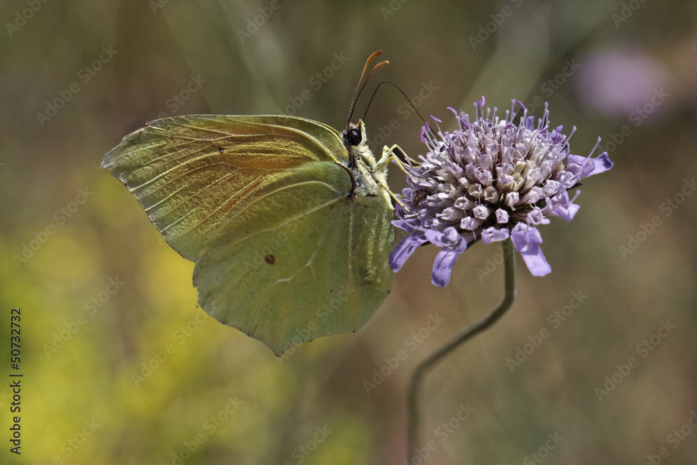Gonepteryx cleopatra, Cleopatra, Cleopatra butterfly Stock Photo ...
