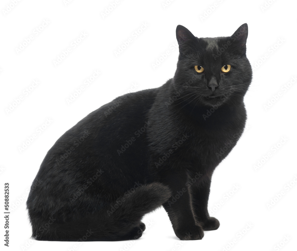 Smiling Black Cat