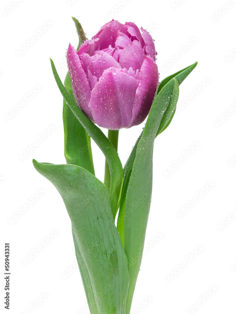 tulip isolated on white background Stock Photo | Adobe Stock