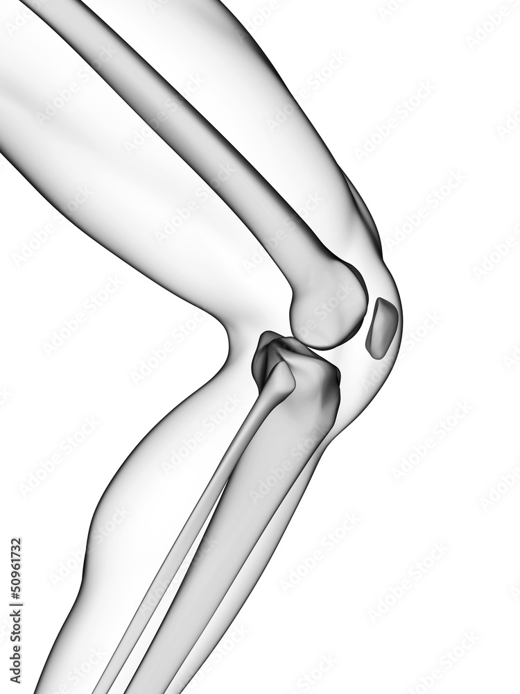 3d rendered illustration - knee anatomy Stock Illustration | Adobe Stock