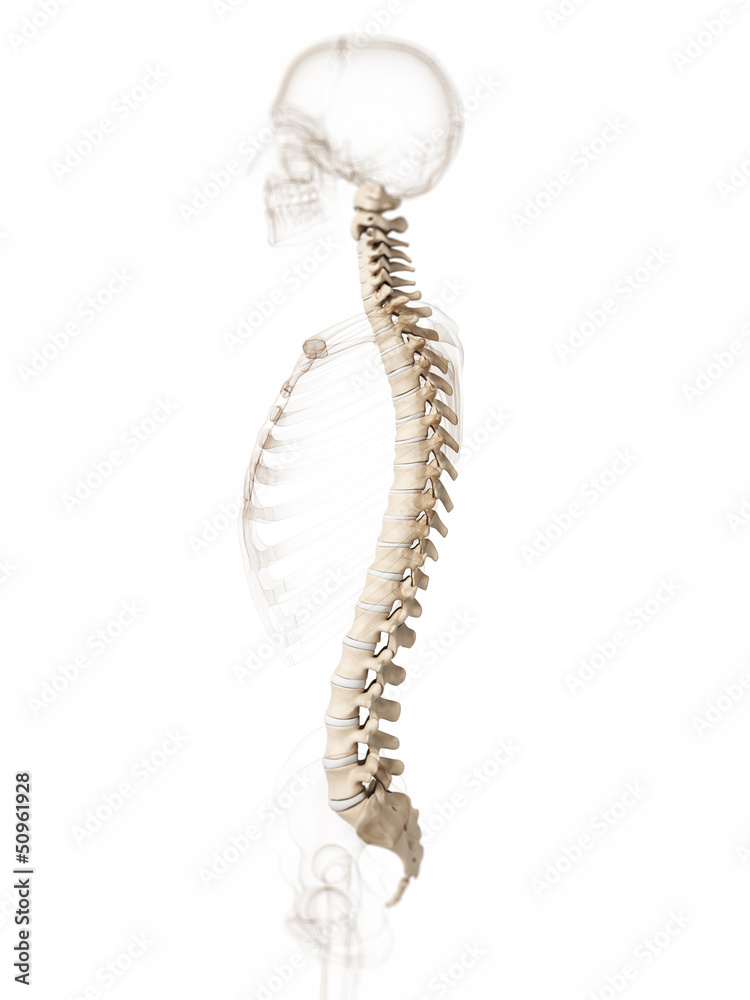 3d rendered illustration of a spine Stock Illustration | Adobe Stock