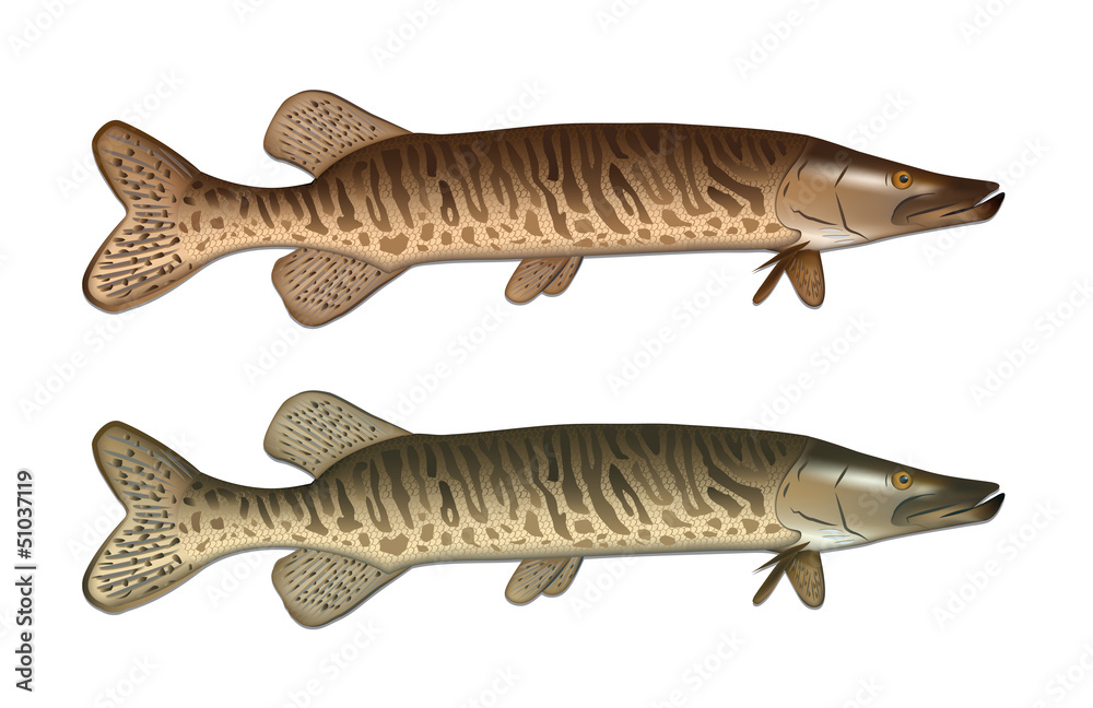 Pike detailed vector illustration Stock Vector | Adobe Stock