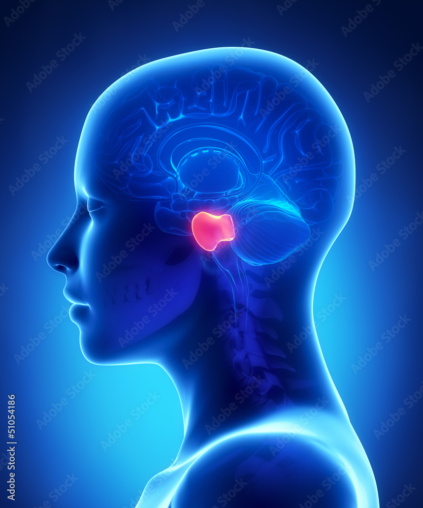 Brain pons - female brain anatomy lateral view Stock Illustration ...