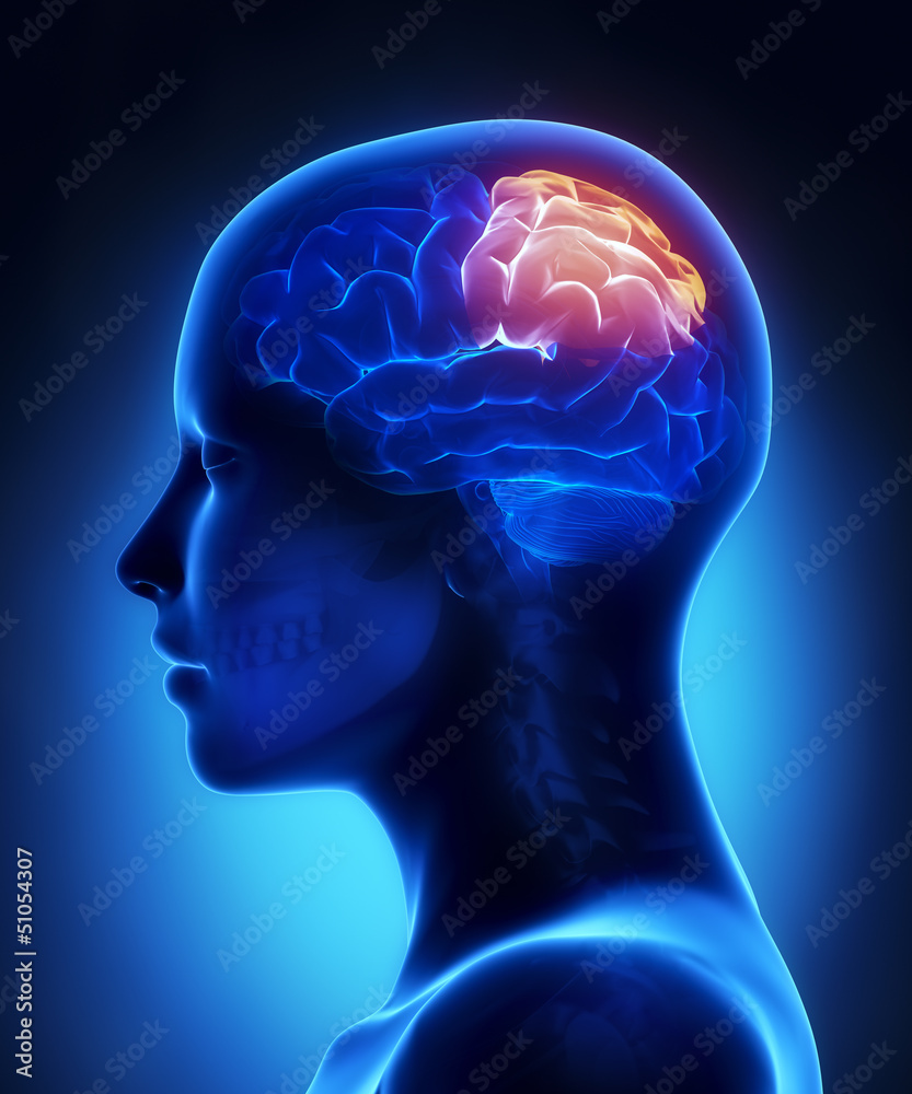 Parietal lobe - female brain anatomy lateral view 素材庫插圖 | Adobe Stock