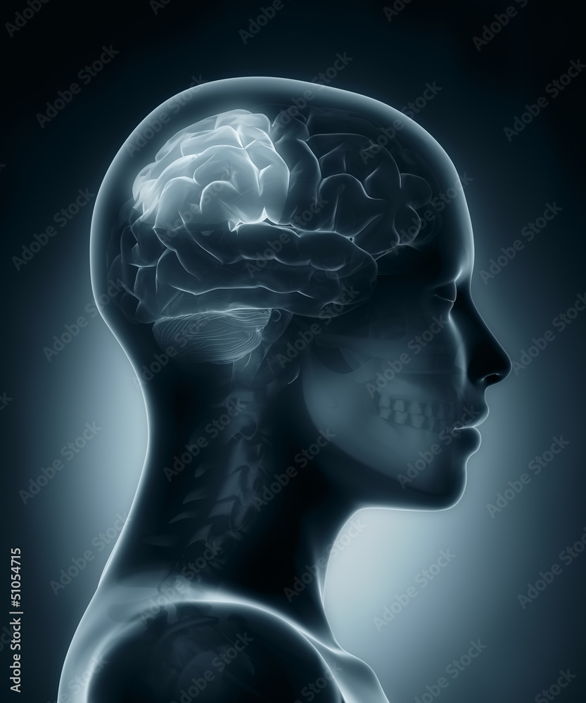 Parietal lobe medical x-ray scan Stock Illustration | Adobe Stock